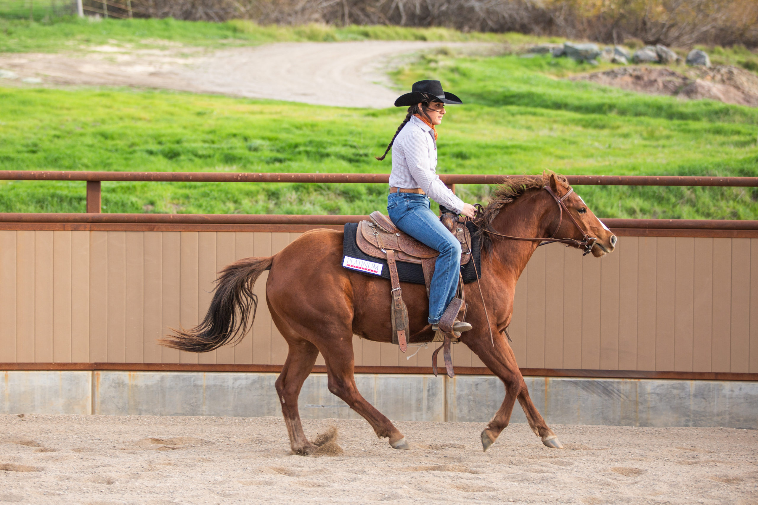 Cal Poly Performance Horse Sale 2021 » mollyvm.com