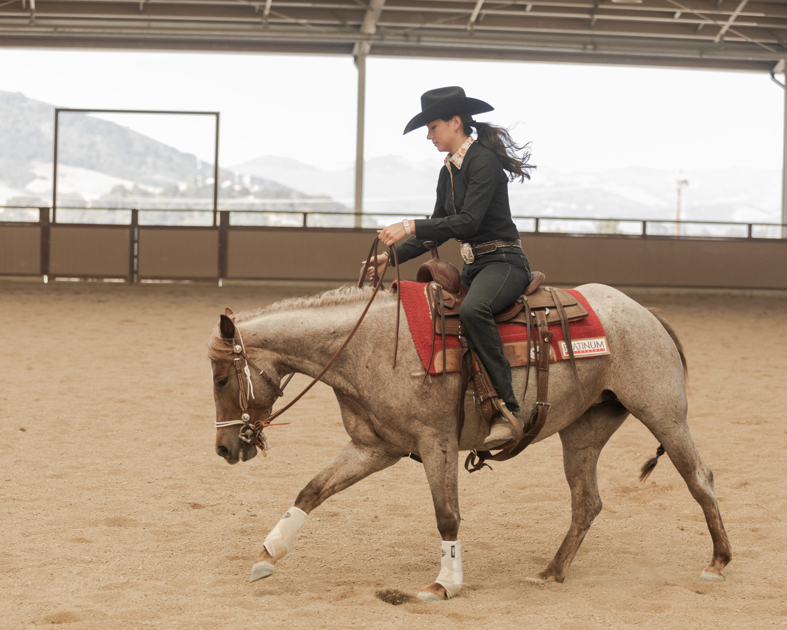 Cal Poly Performance Horse Sale 2021 » mollyvm.com